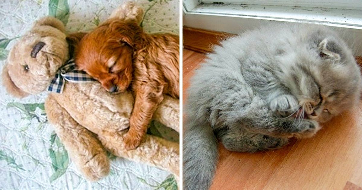 23 Fotos de animais dormindo que são um infinito de fofura / Incrível